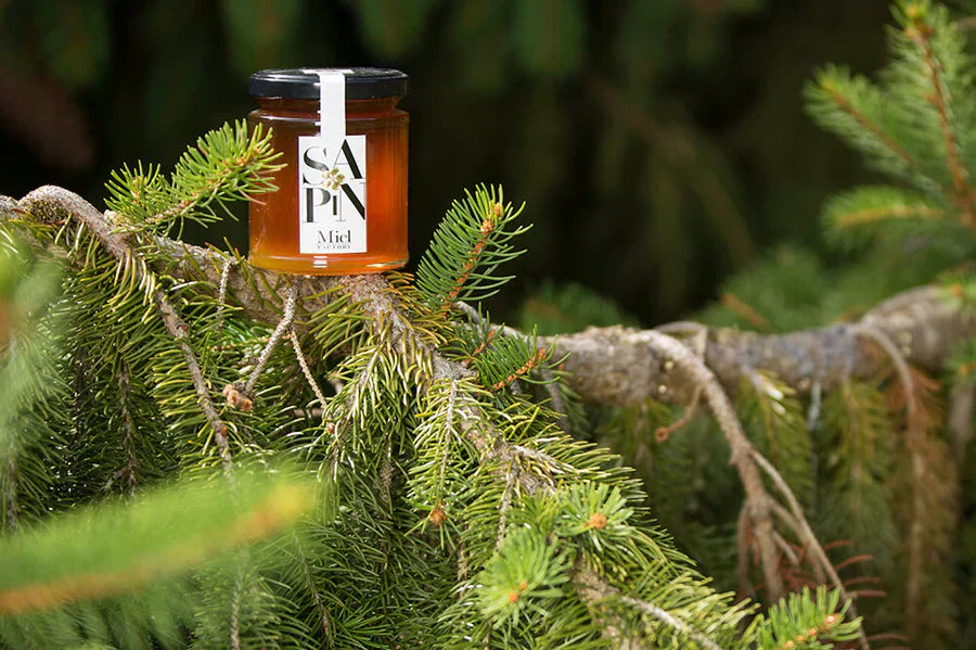 サパンとそのミエラ（甘露）の多くの効能 – Maison Calyx