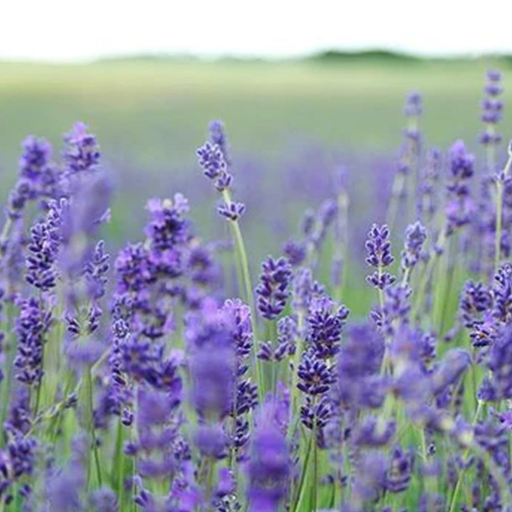 有機ミエル・ド・ラヴァンド – Maison Calyx